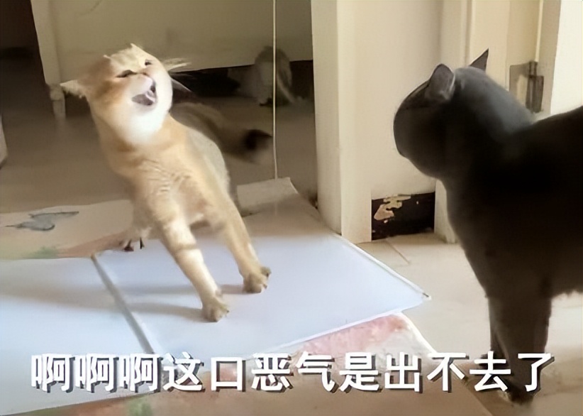 The cat was quarreling with his companions, he was out of breath, and ...