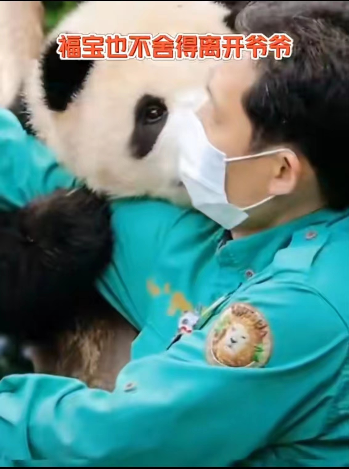 The giant panda "Fubao" in South Korea successfully renewed its ...