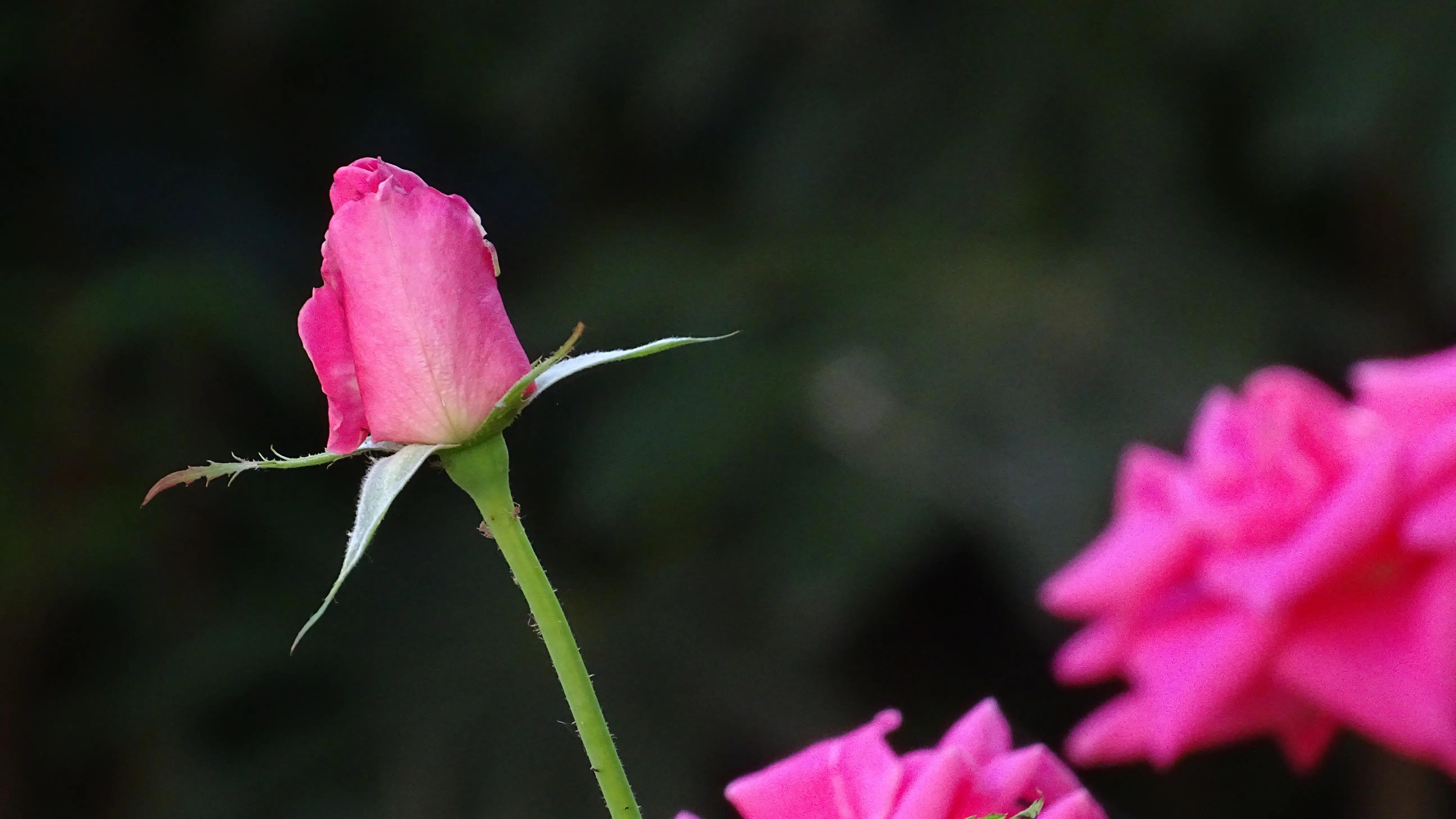 Nature photography: the process and skills of using aperture priority ...