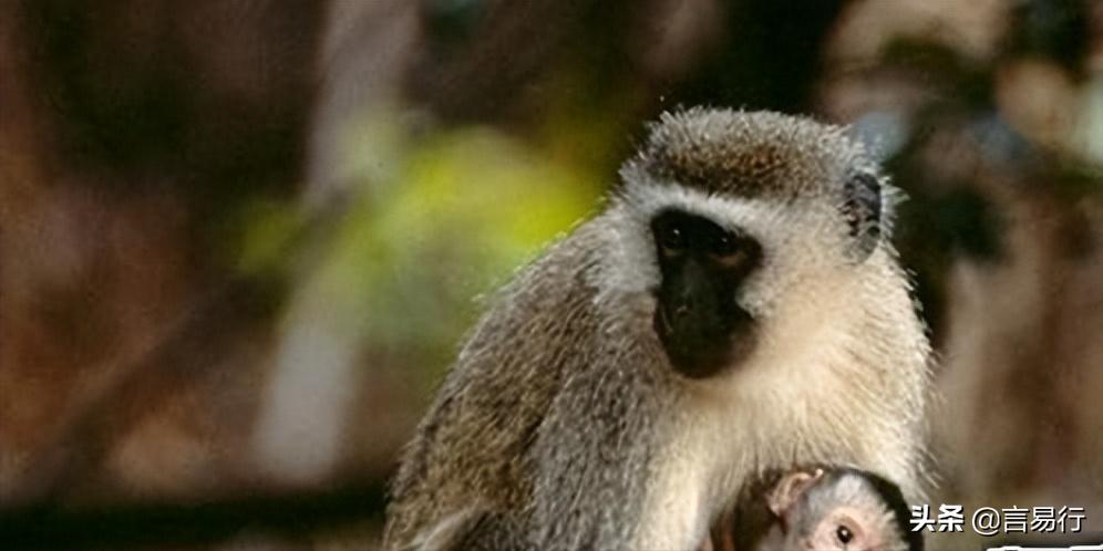 Where did AIDS develop (where did AIDS originate) - iNEWS