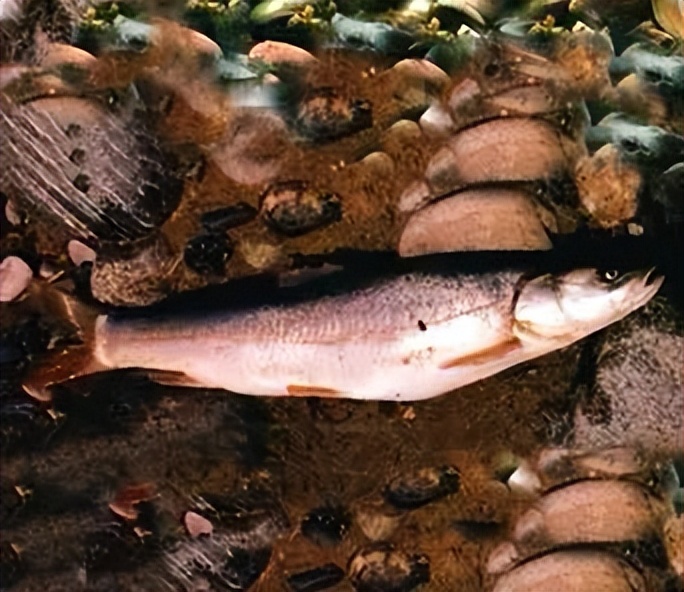 Xinjiang big head fish, giant panda in the water, almost eaten up - iNEWS