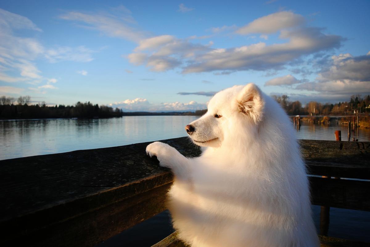 Myths about dogs like Samoyed and their rebuttals - iNEWS