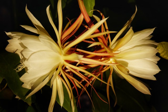 The idiom "a flash in the pan", what kind of flower is "a flash in the ...