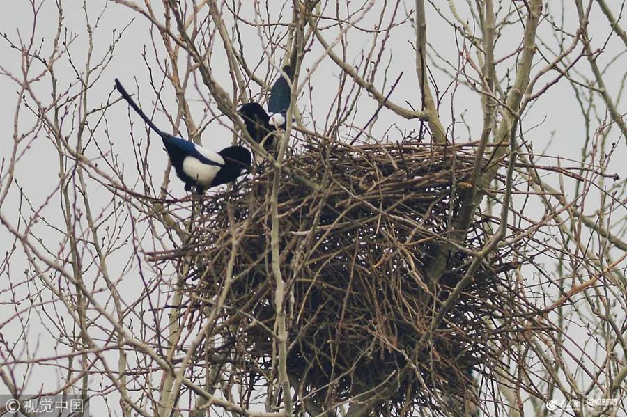 Watching magpies build their nests, thinking about where people come ...