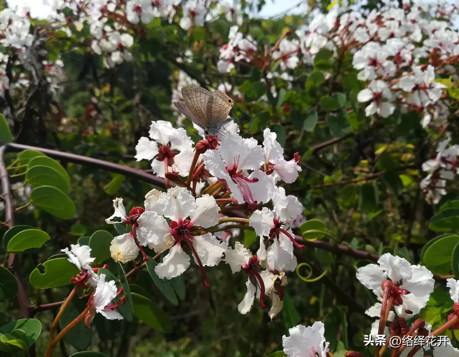 See also Shouguan rattan flower waterfall - iNEWS