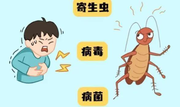 What harm do cockroaches do to humans? How to get rid of cockroaches ...