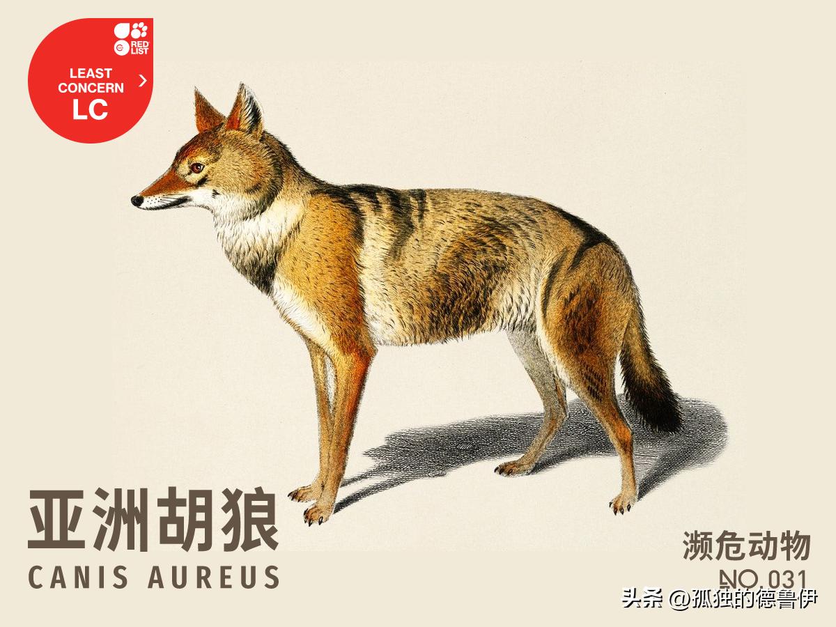 There are only two kinds of wolves in China. Do you know which two ...