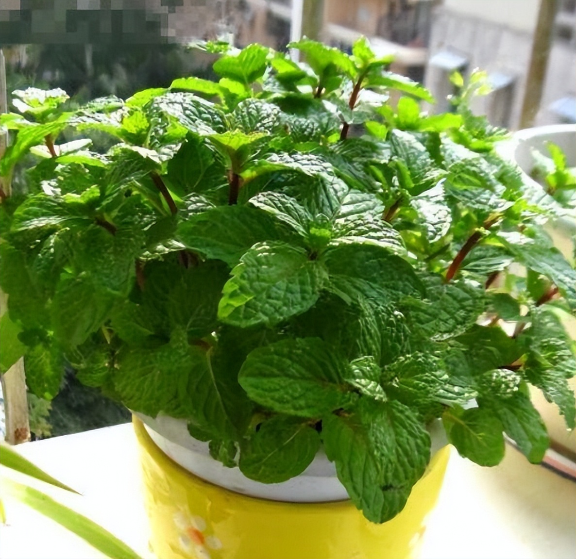 Recognized as the "4 kinds" of the strongest sleep-aiding plants, all ...