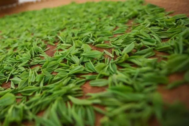 Fireworks in March under Yangzhou [Chinese green tea] is the source of ...