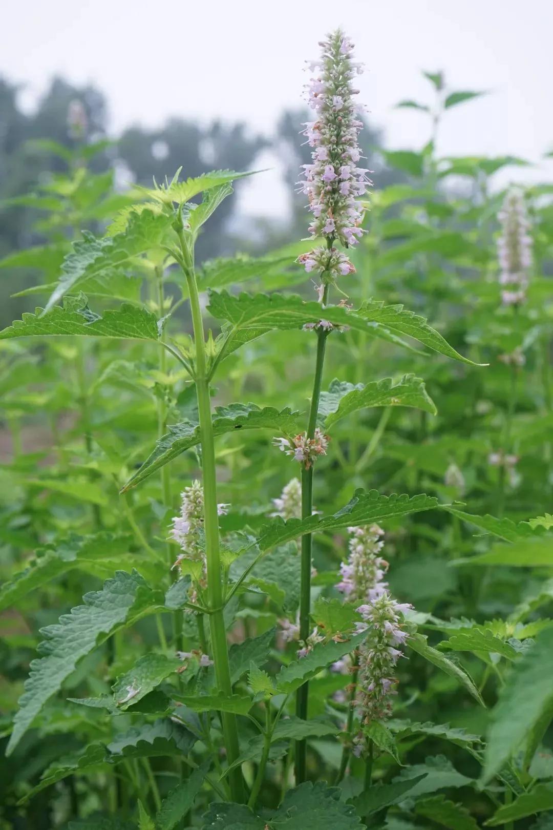 Huoxiang: From Wild Vegetables to Traditional Chinese Medicine ...