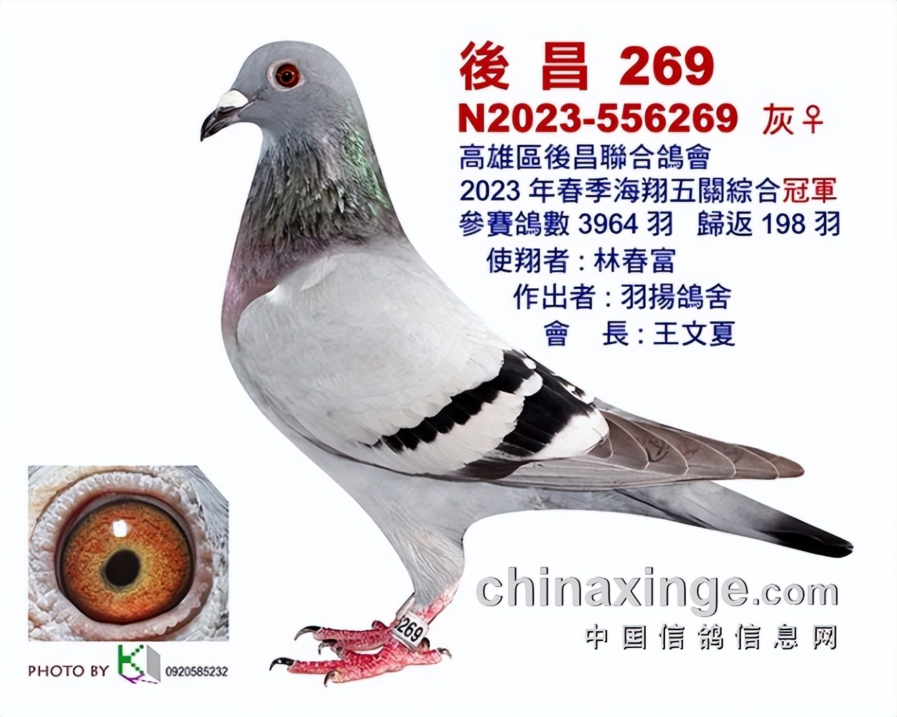 Come and watch the "magic bird" in Taiwan's 80,000 pigeons Wuguan ...