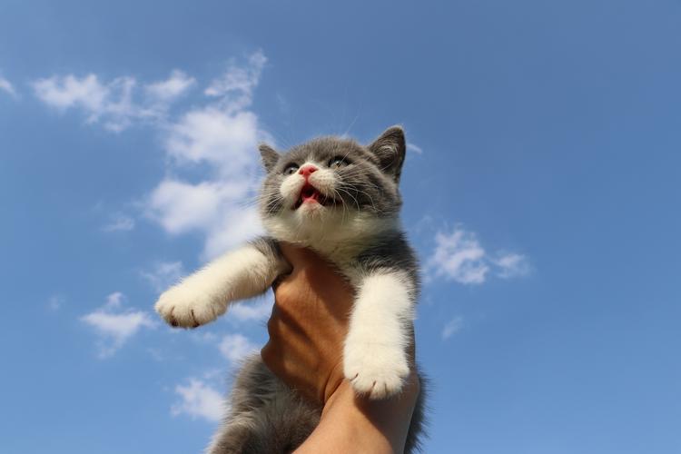 Cat IQ rankings, you can understand the meaning of the owner in seconds ...