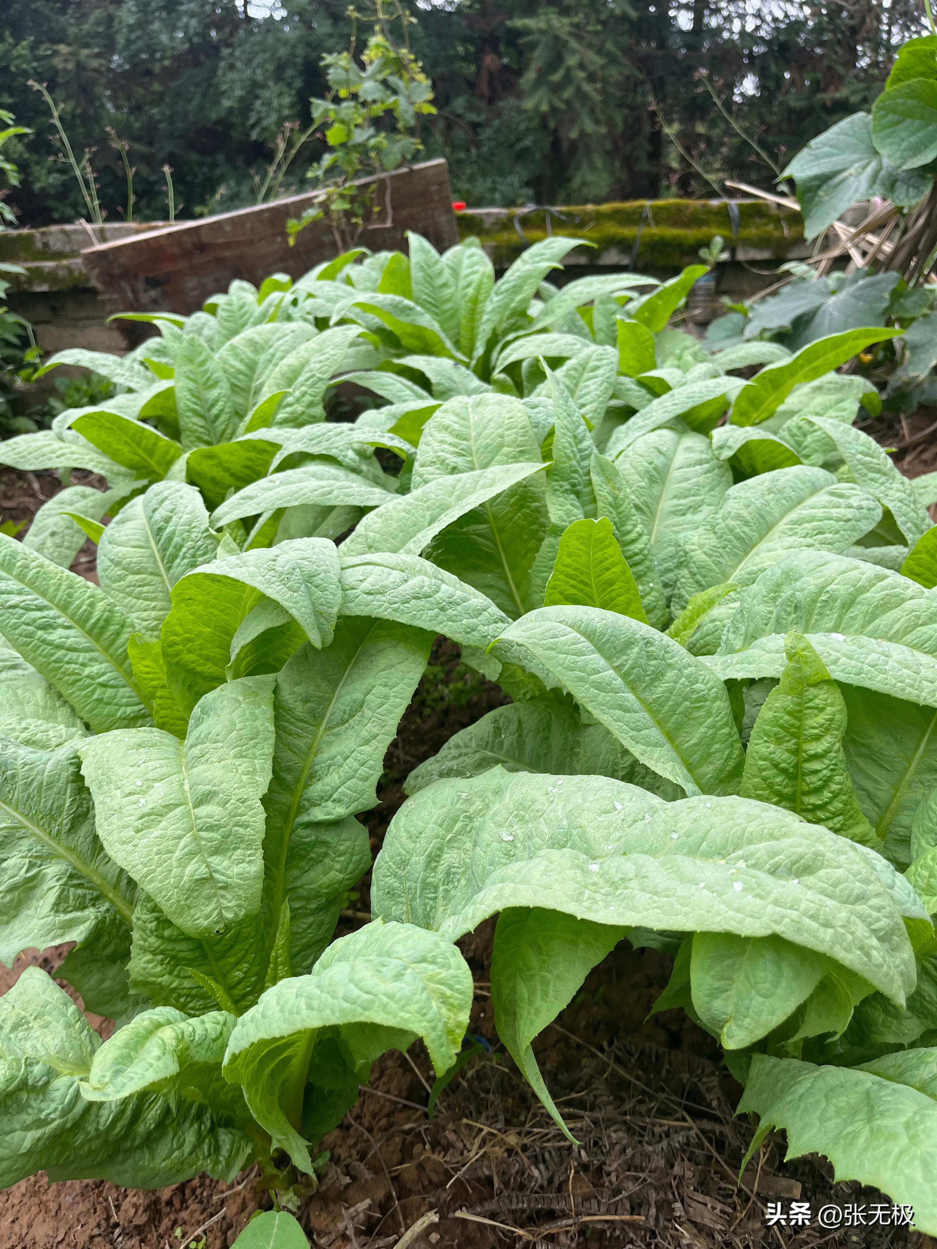 small vegetable garden - iNEWS