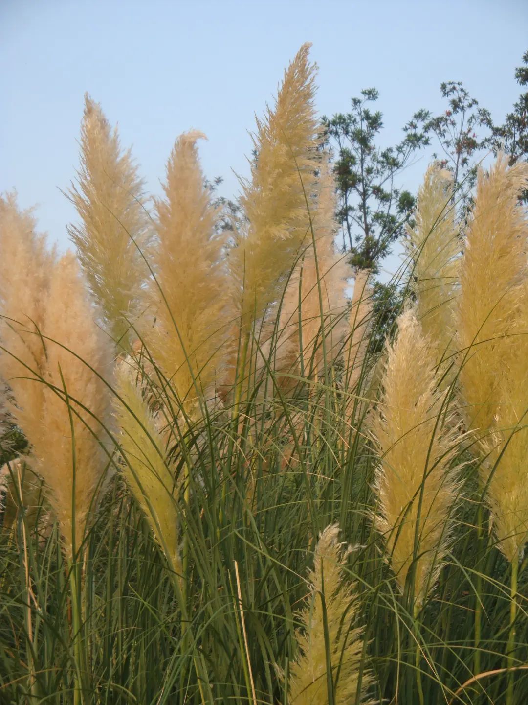Reed painting process: natural beauty in painting - iNEWS