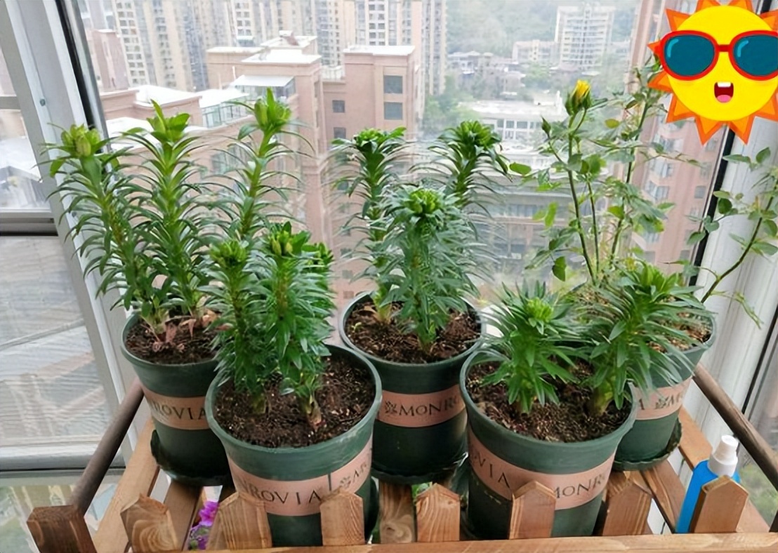 There is one kind of lazy flower that is notorious for "not dying", and ...