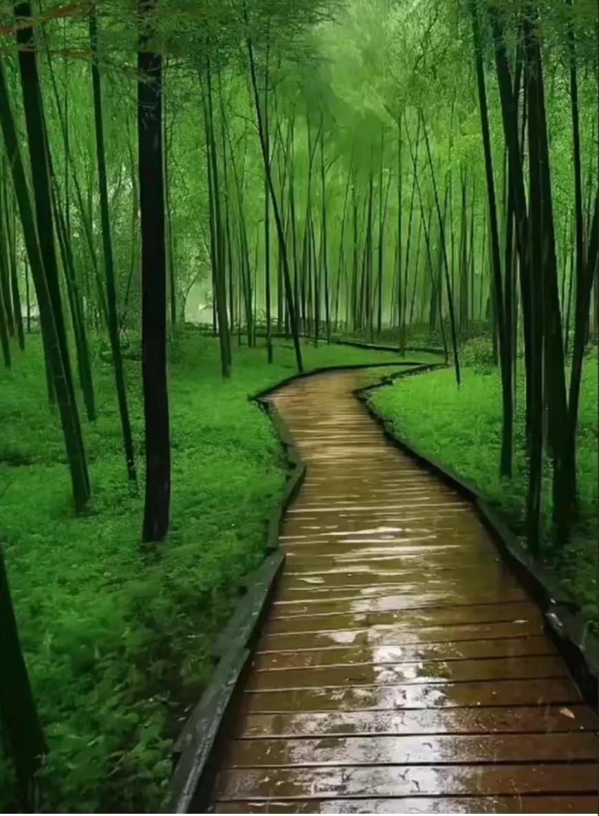 bitter life - iMedia