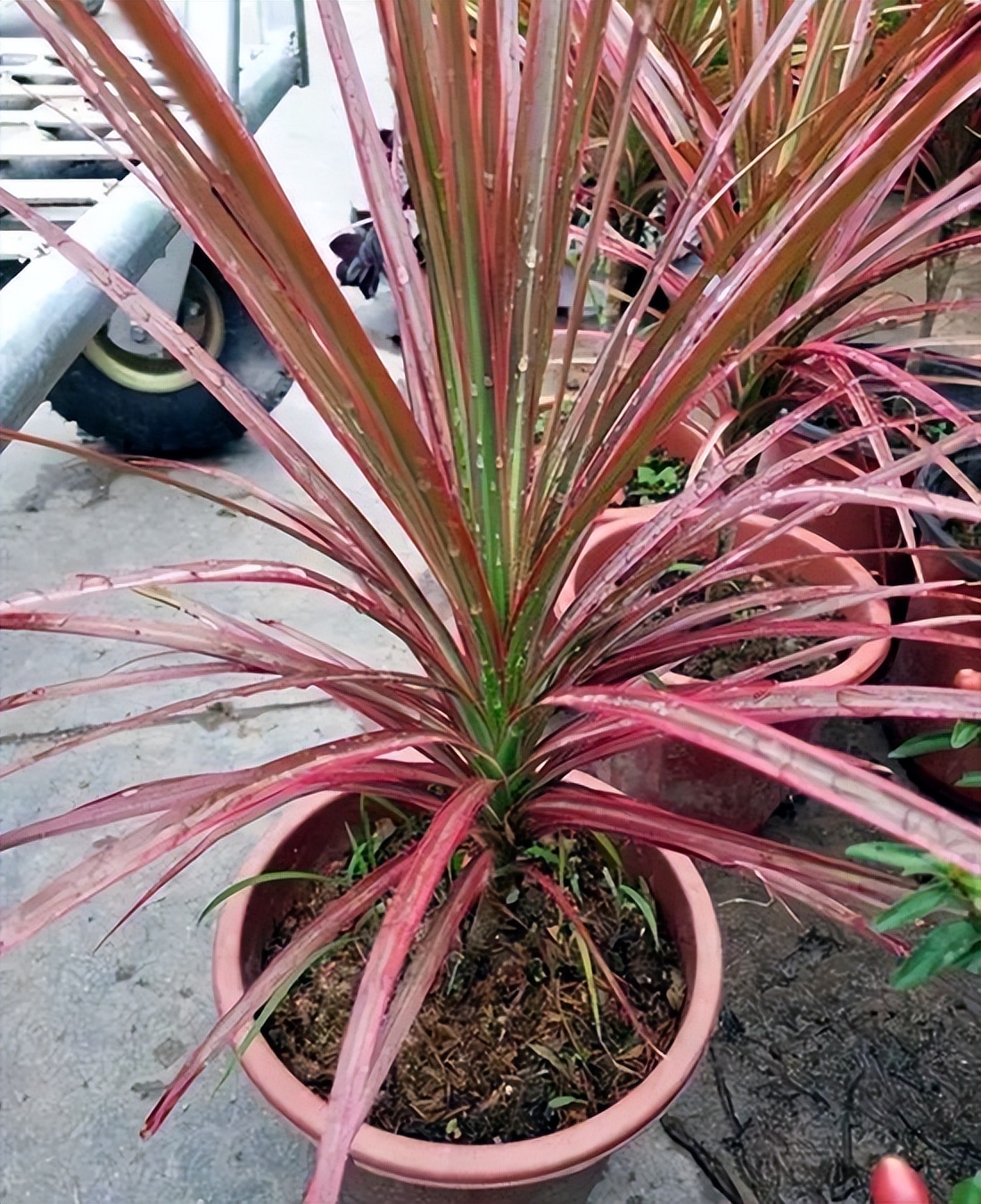 Millennium wood and dragon's blood tree, evergreen all year round, what ...