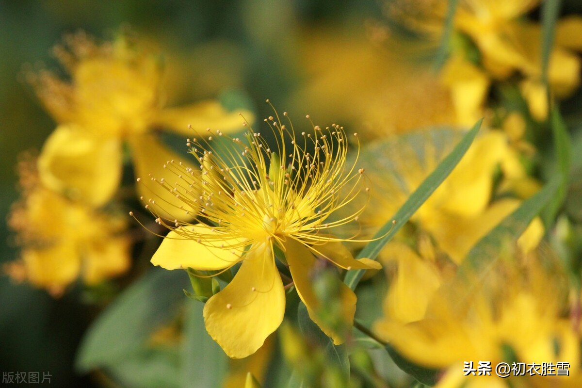 Appreciation of Six Poems of Summer Flower Hypericum: My favorite green ...