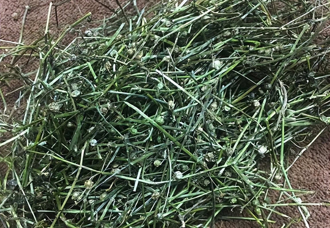 Take you to identify Hedyotis diffusa - iMedia
