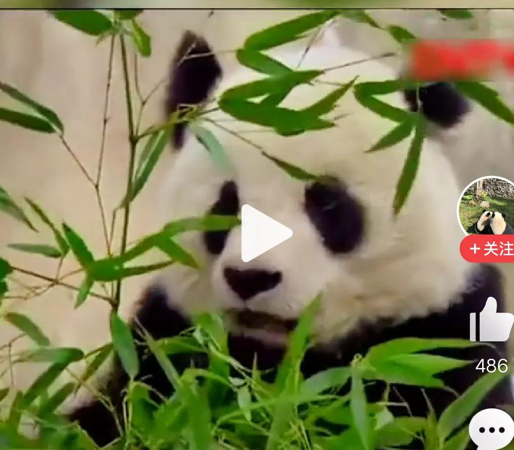 The legendary giant panda "Gao Gao" gave up poetry and distant places ...