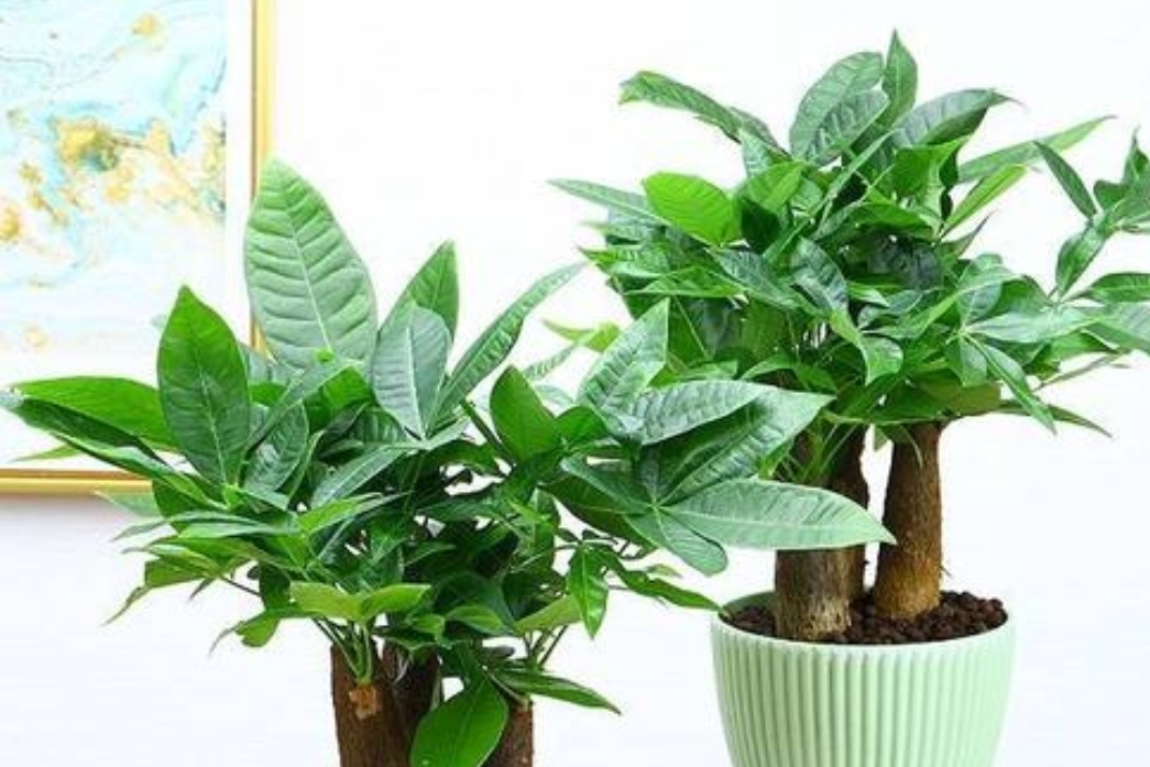 6 kinds of "wealth trees", with lush branches and leaves, good meaning ...