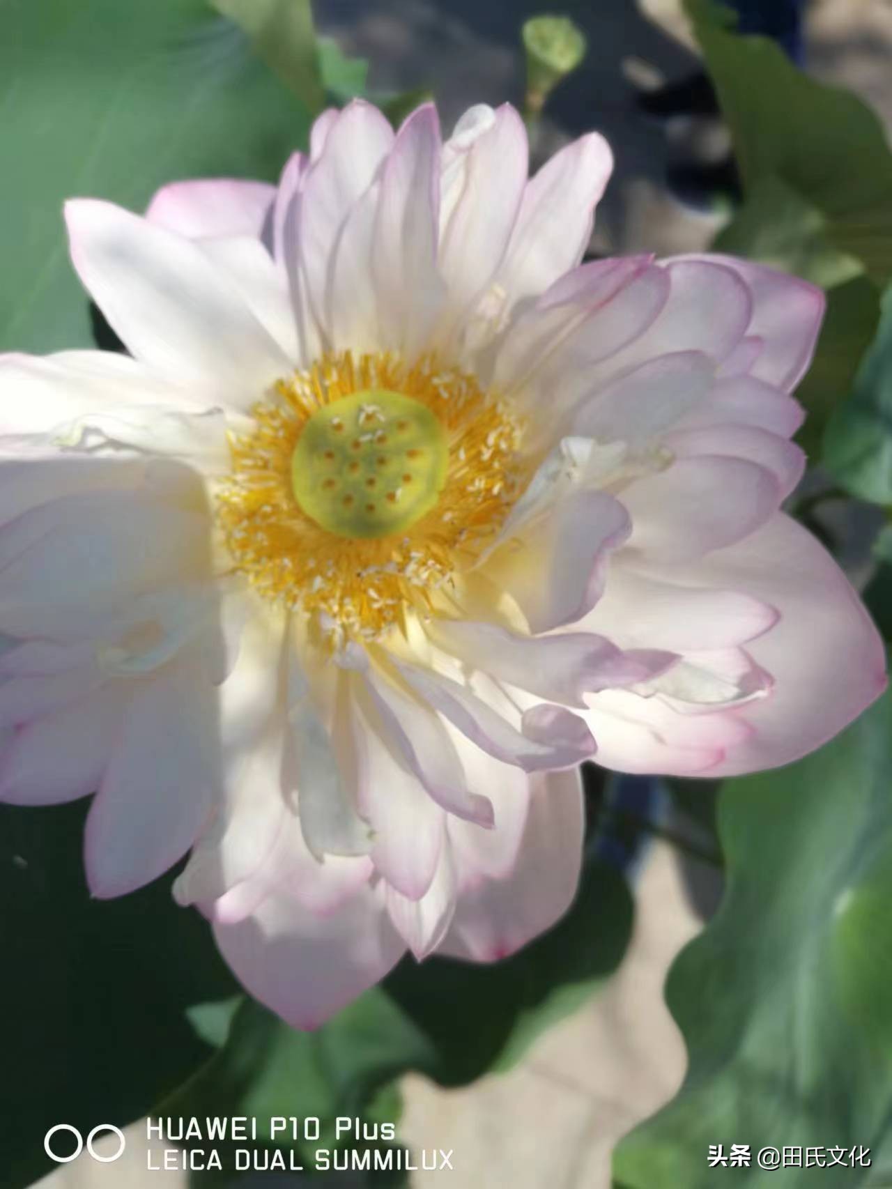 "Tian's Culture" Qinglian Fragrance / Tian Rengang - iNEWS