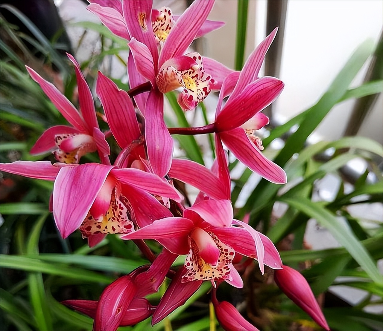 The fragrant Four Seasons Orchid "Red Noble Concubine" has bright ...