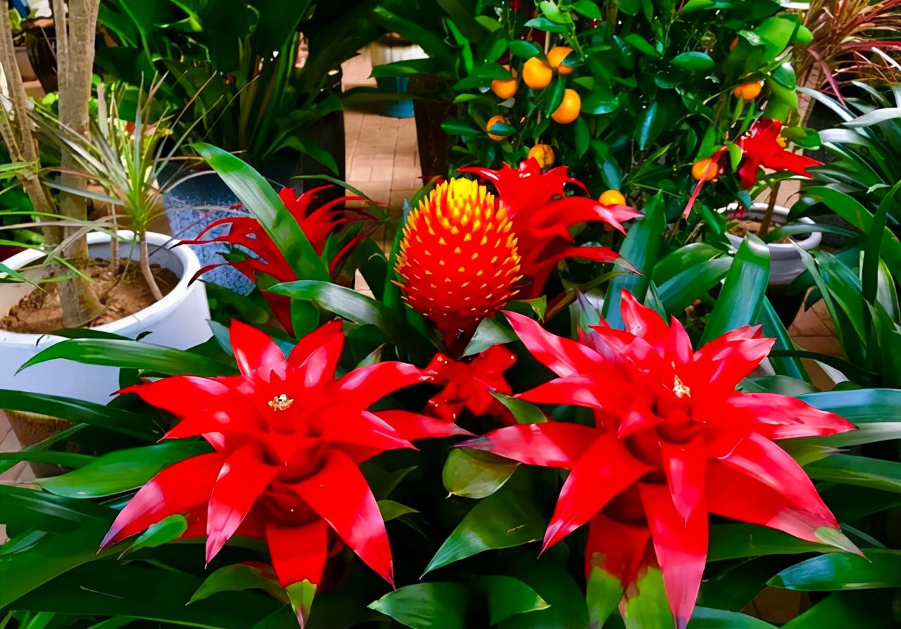 These 3 kinds of "New Year's Eve flowers" are one-time, and they will ...