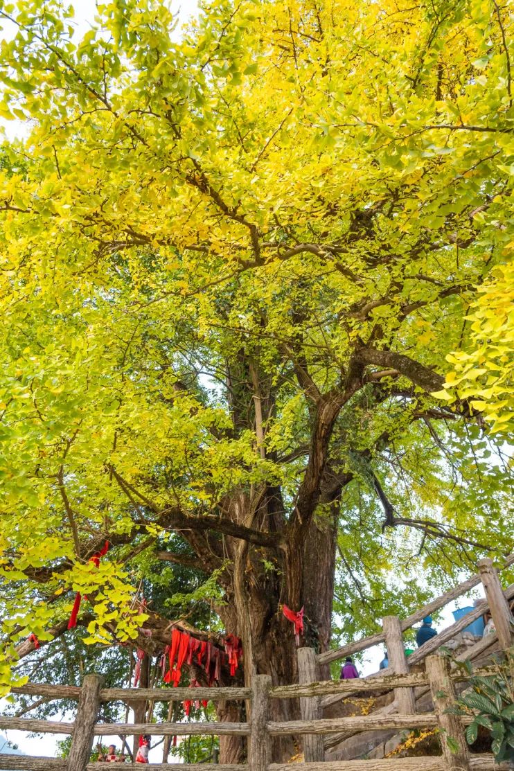 The latest real shot!The thousand-year-old ginkgo in Huanglian Village ...