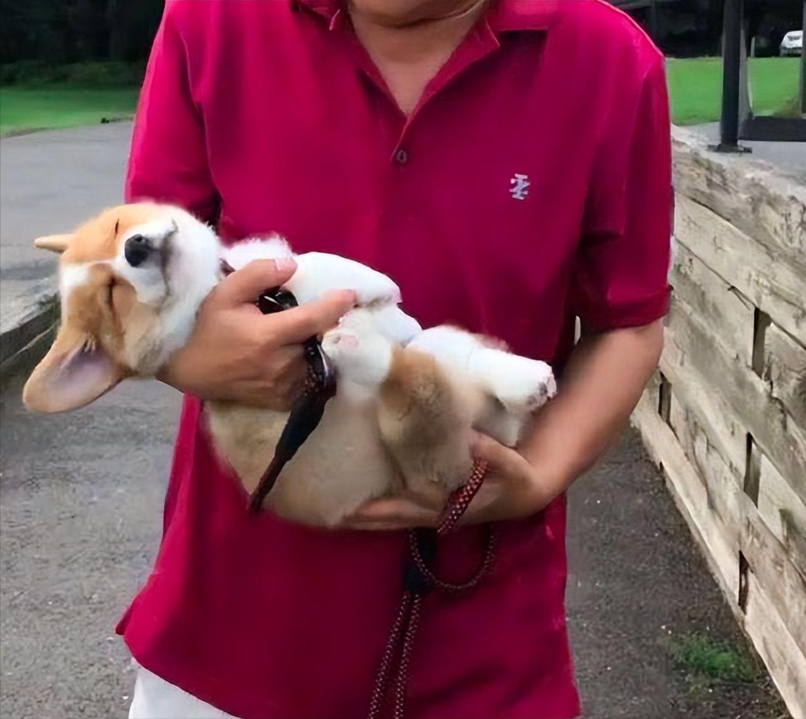 The attack power of these 6 kinds of dogs is "0", and the shit ...