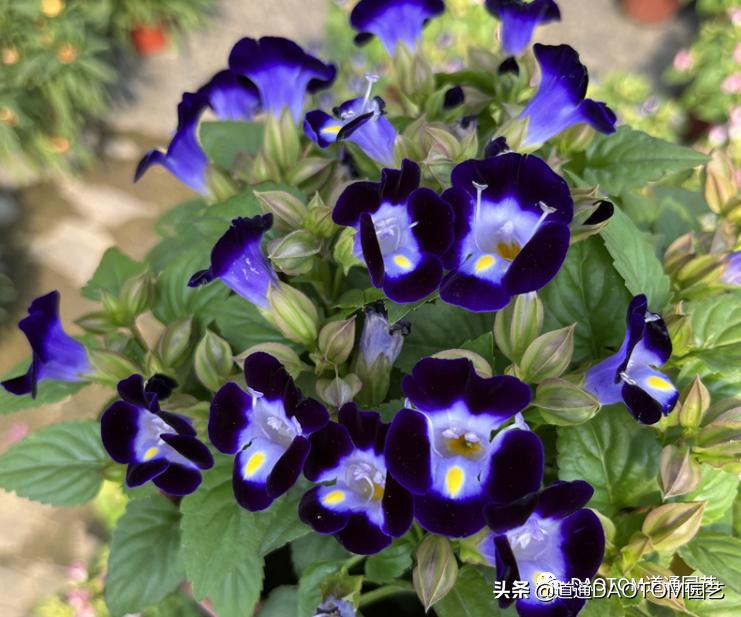 The powerful summer violet flower will not die in the summer, and the ...