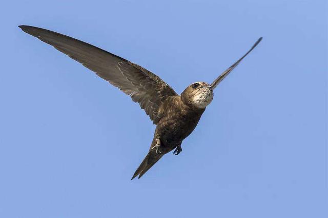 The "footless bird" Swift sleeps while flying all its life, and landing ...