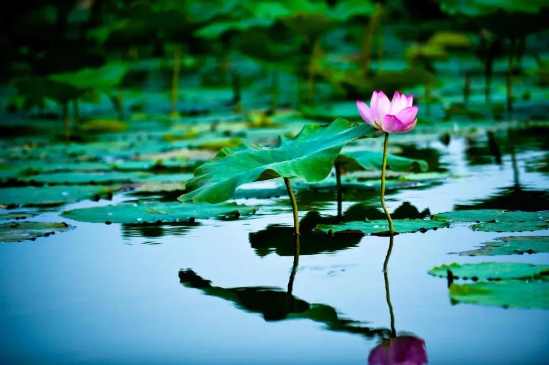 Master Hongyi's 25 classic quotations have awakened countless people ...