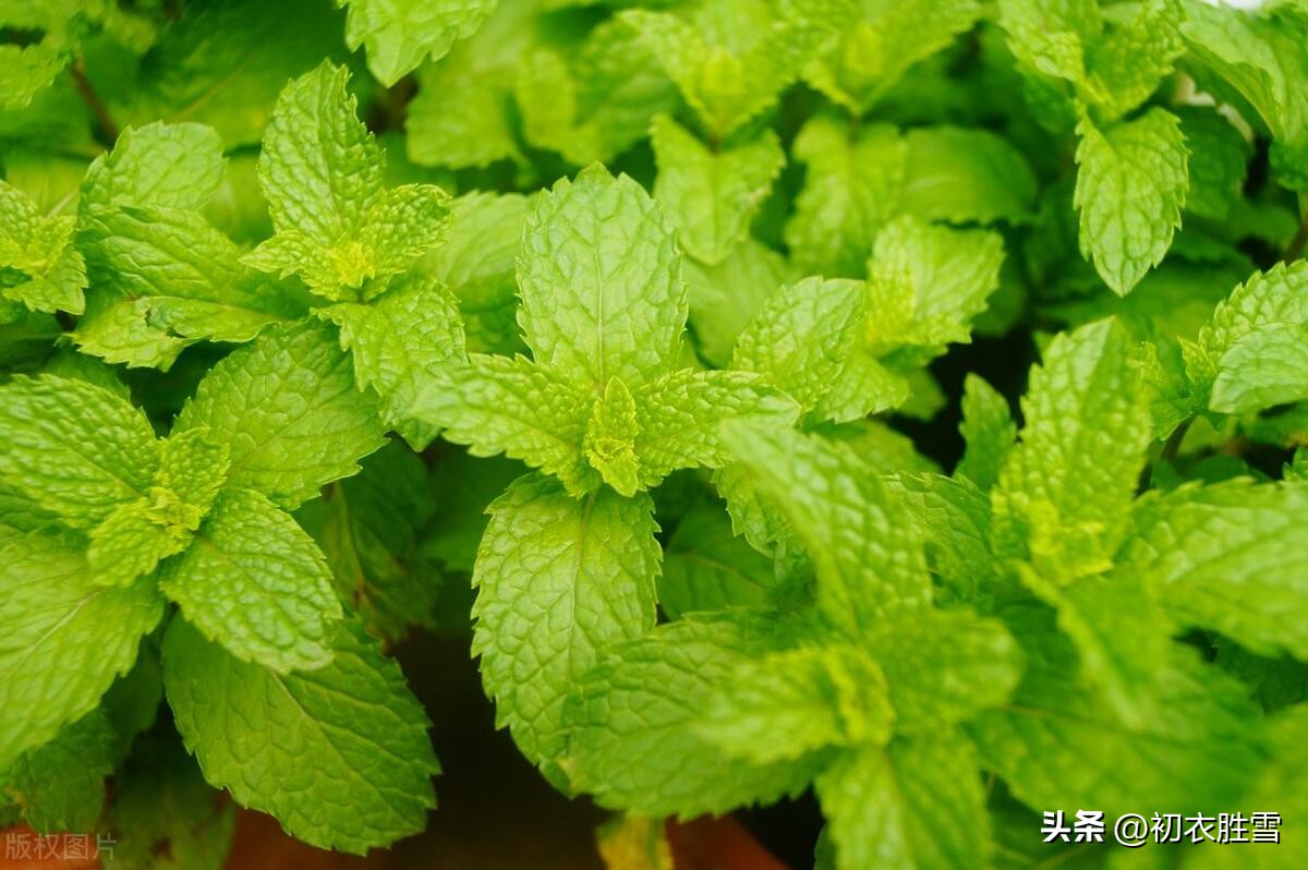 Enjoy reading of five ancient mint poems in summer: green mint leaves ...