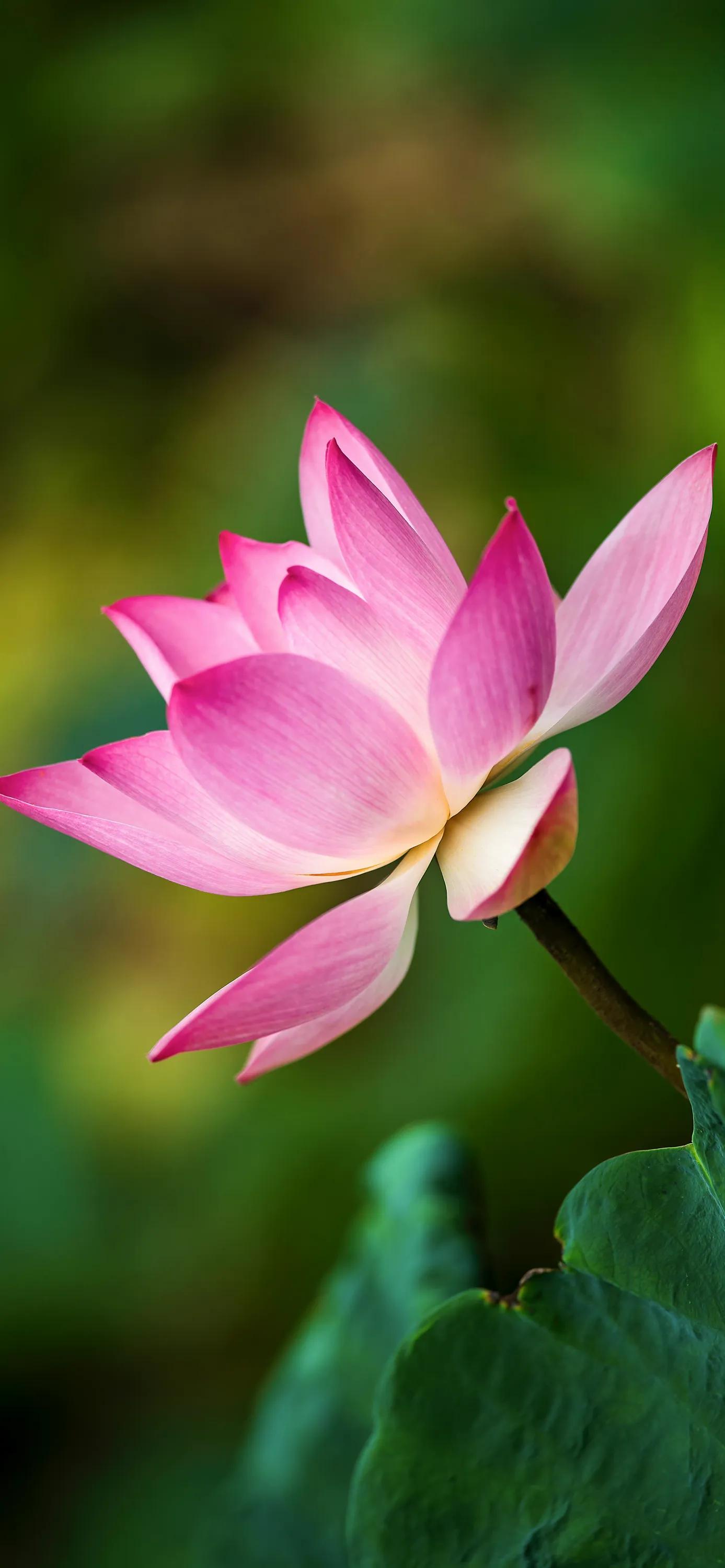 "Beautiful lotus" mobile wallpaper - iNEWS