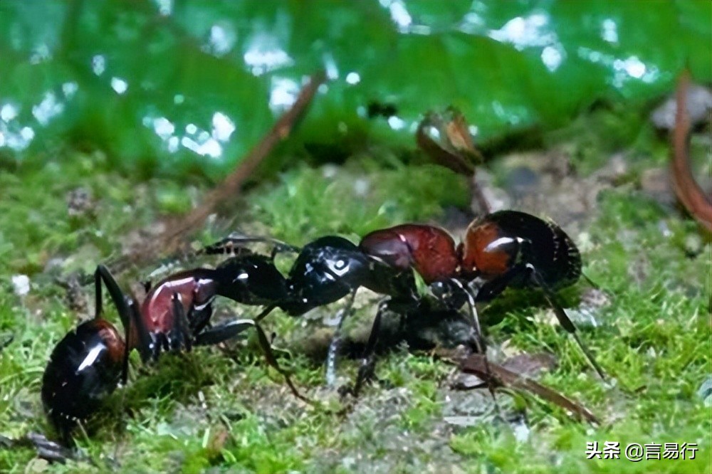 The Mystery of the Highway in the Ant Kingdom - iNEWS