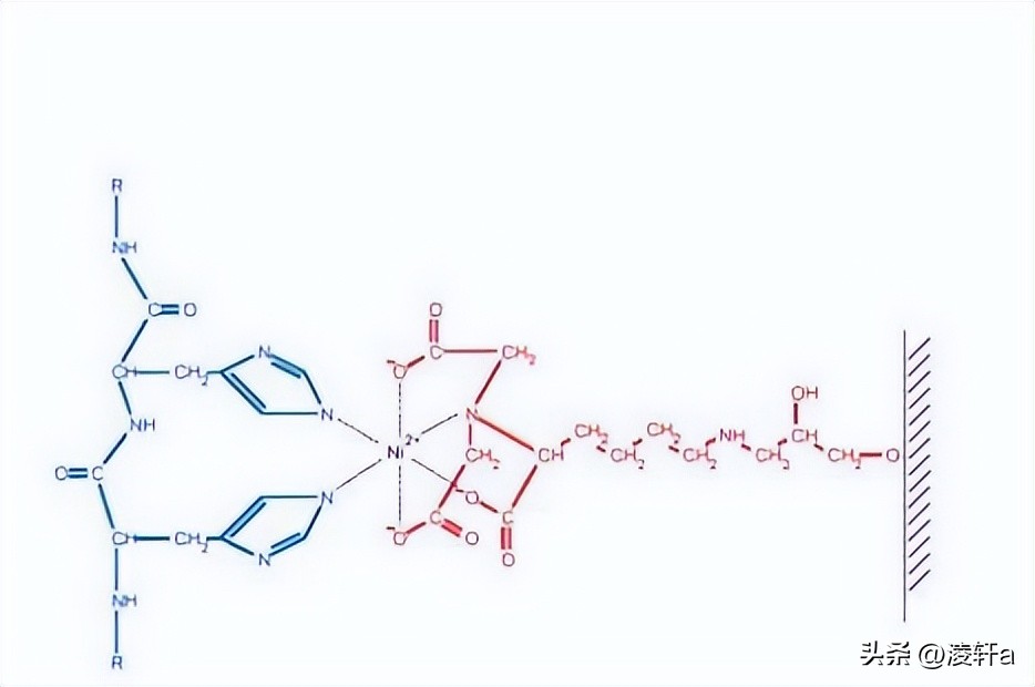 What is the principle of affinity chromatography? How to analyze the ...