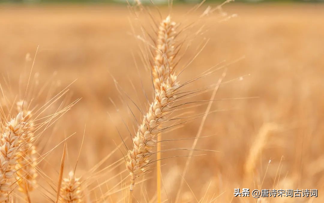 Fan Fu's "Miscellaneous Odes in the Field": Who can get leisure in the ...