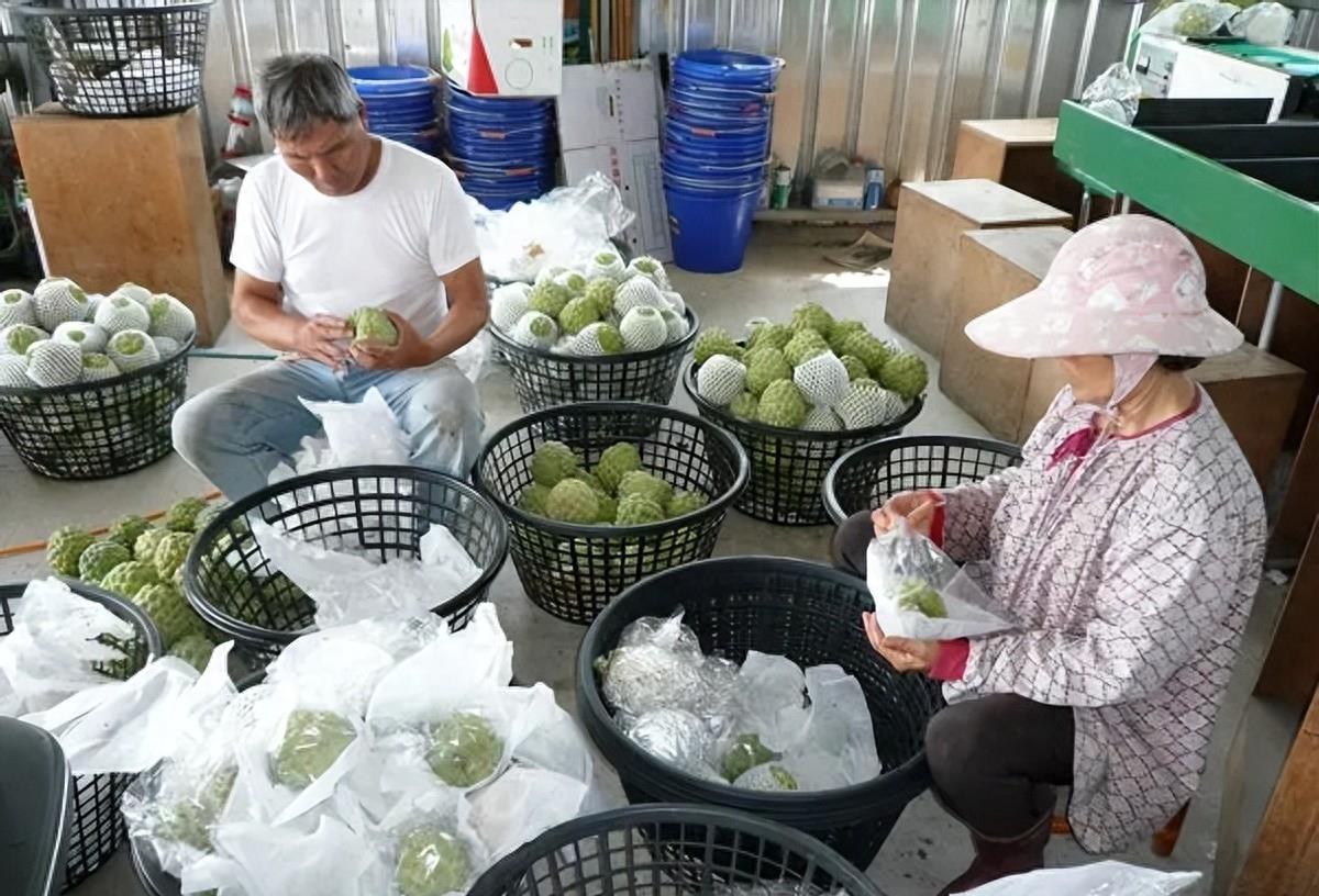 Tens of thousands of tons of unsalable fruit are piling up in Taiwan ...