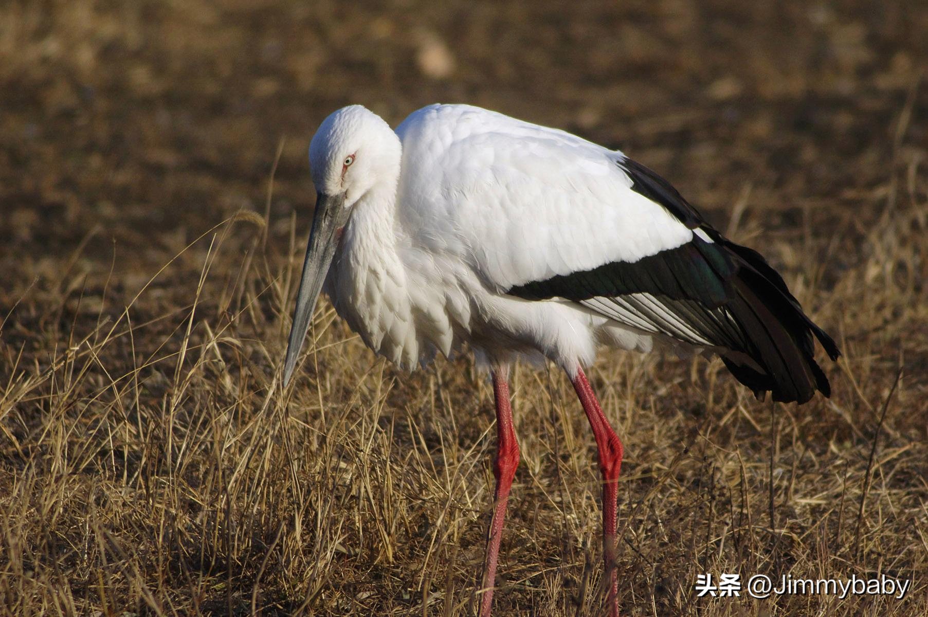 The legend of the national bird of the world: the white stork of ...