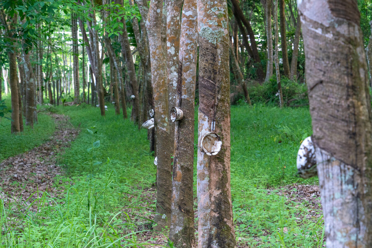 Thailand released a rubber strategy to encourage rubber farmers to ...