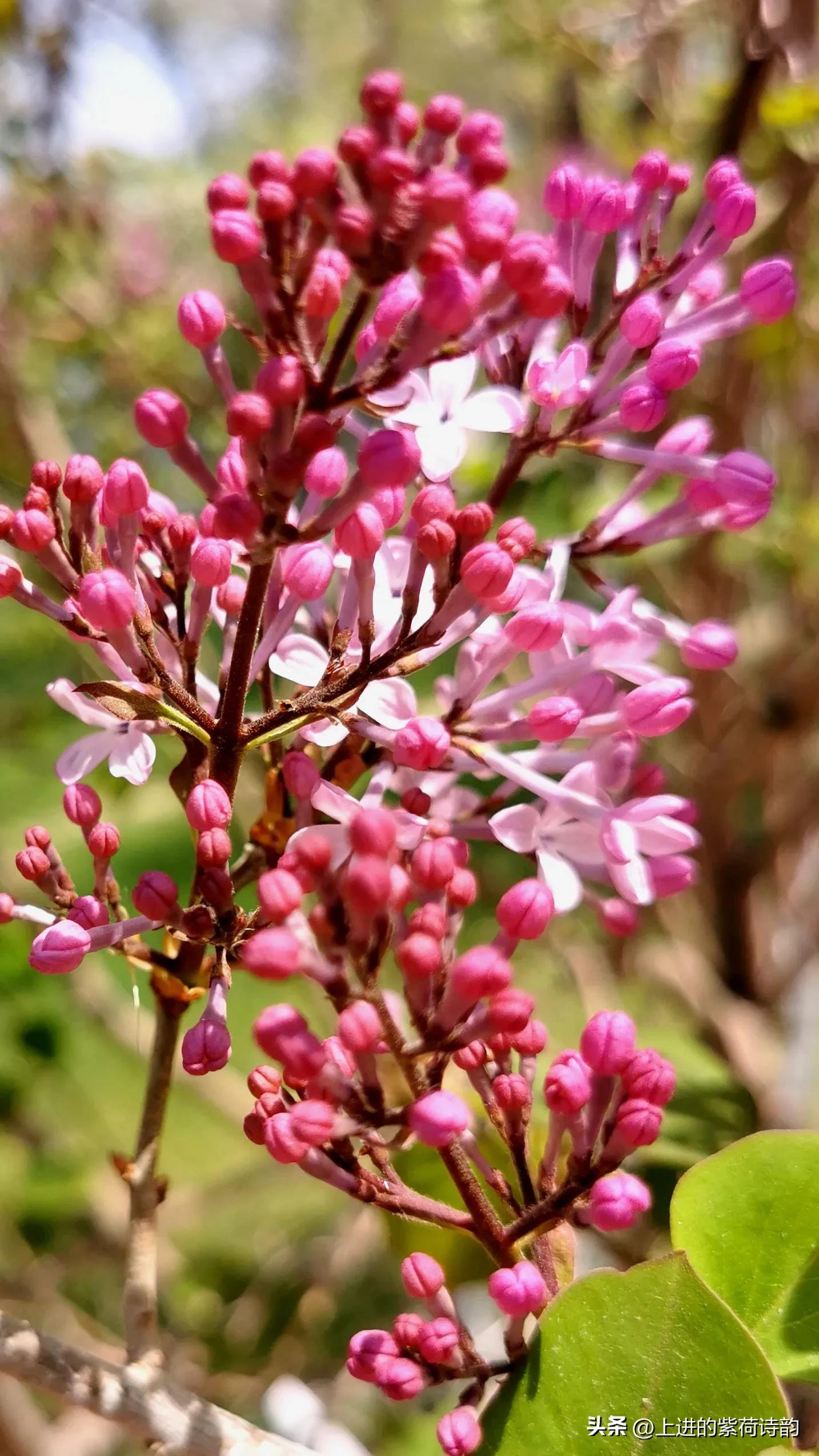 Spring goes and spring comes again, lilacs bloom. - iMedia