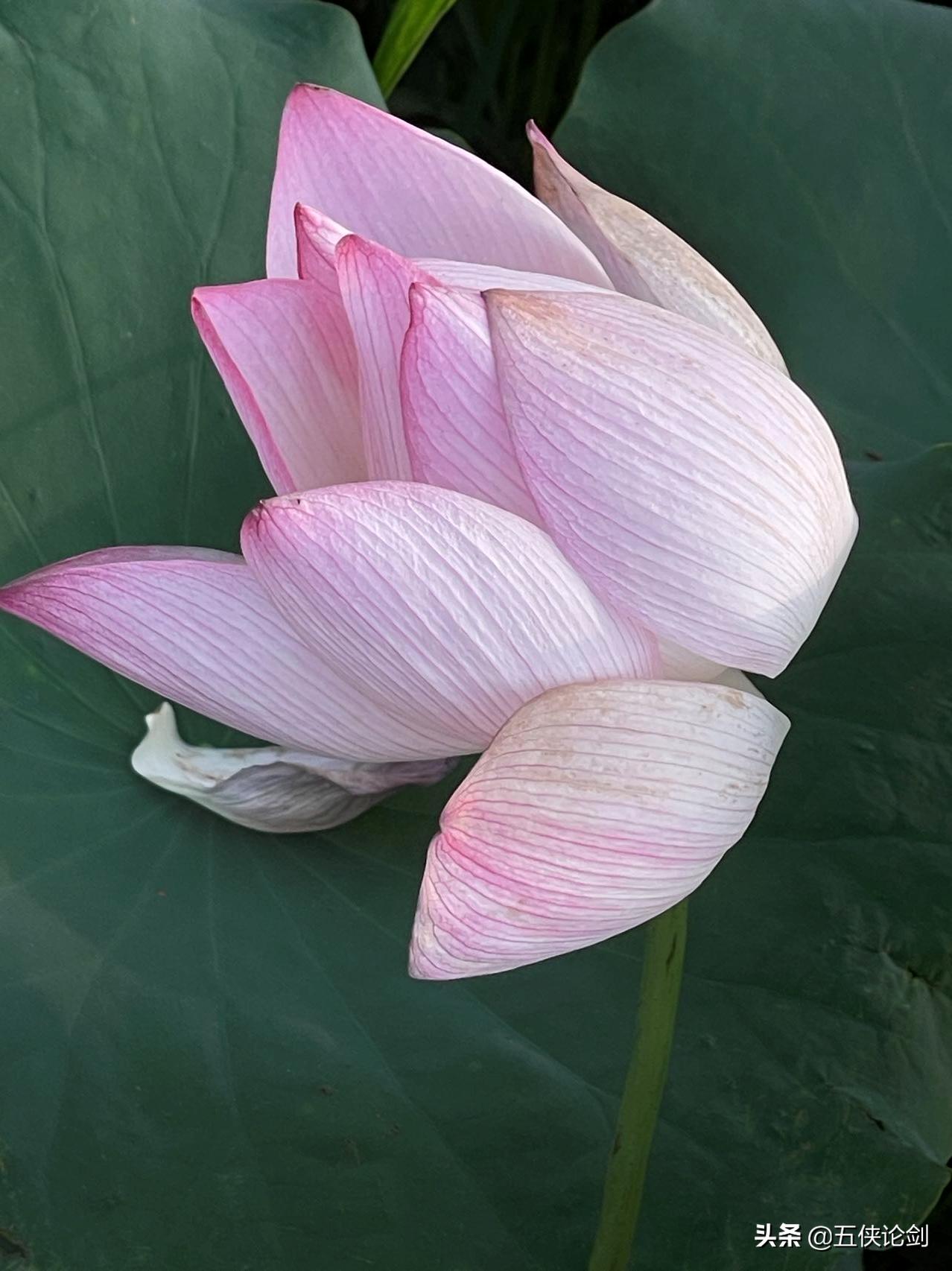 "Jinxiang Original" said Ailian - iNEWS