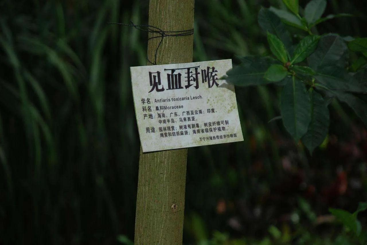 "See blood and seal throat" poisonous arrow wood: a highly poisonous ...