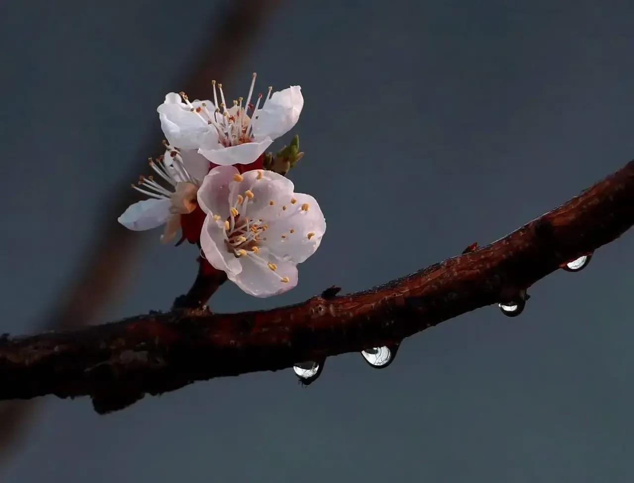 Five Poems of Spring in the Sauron Valley - iNEWS