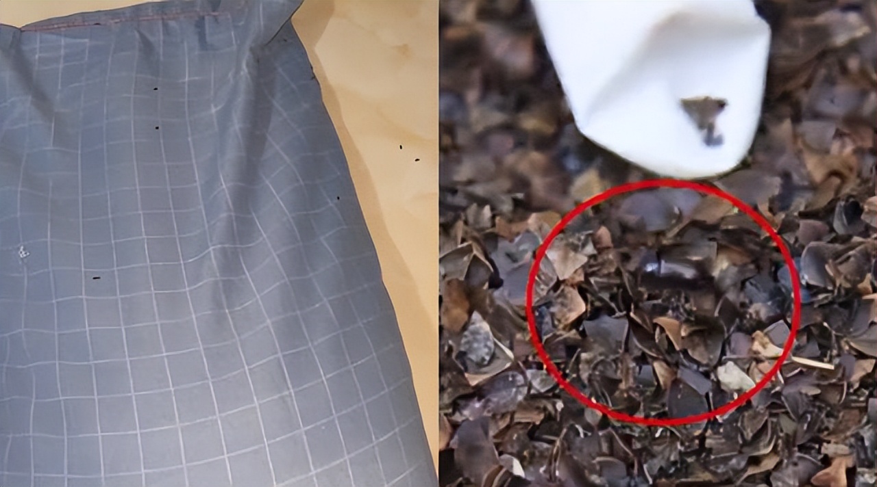 The woman's ear was so itchy that she opened the pillow and it turned ...