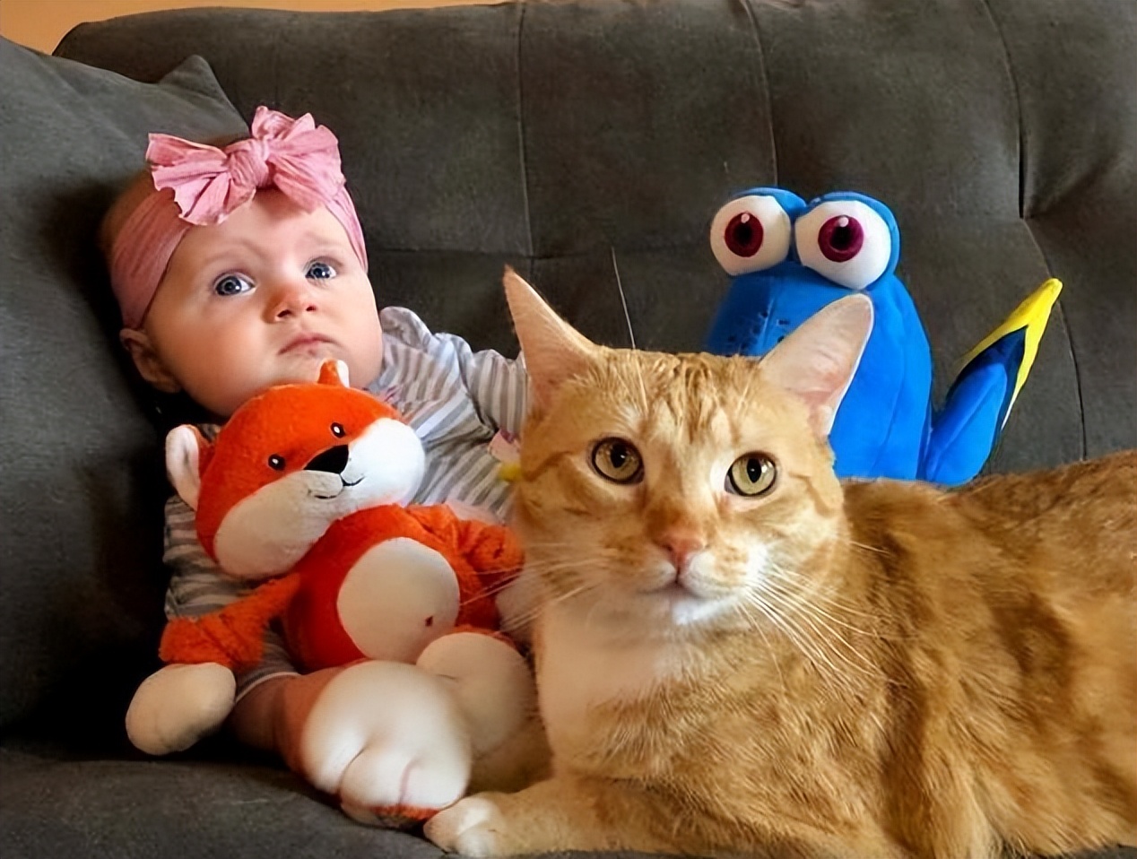 Keeping cats can help humans live longer. It is scientifically proven ...