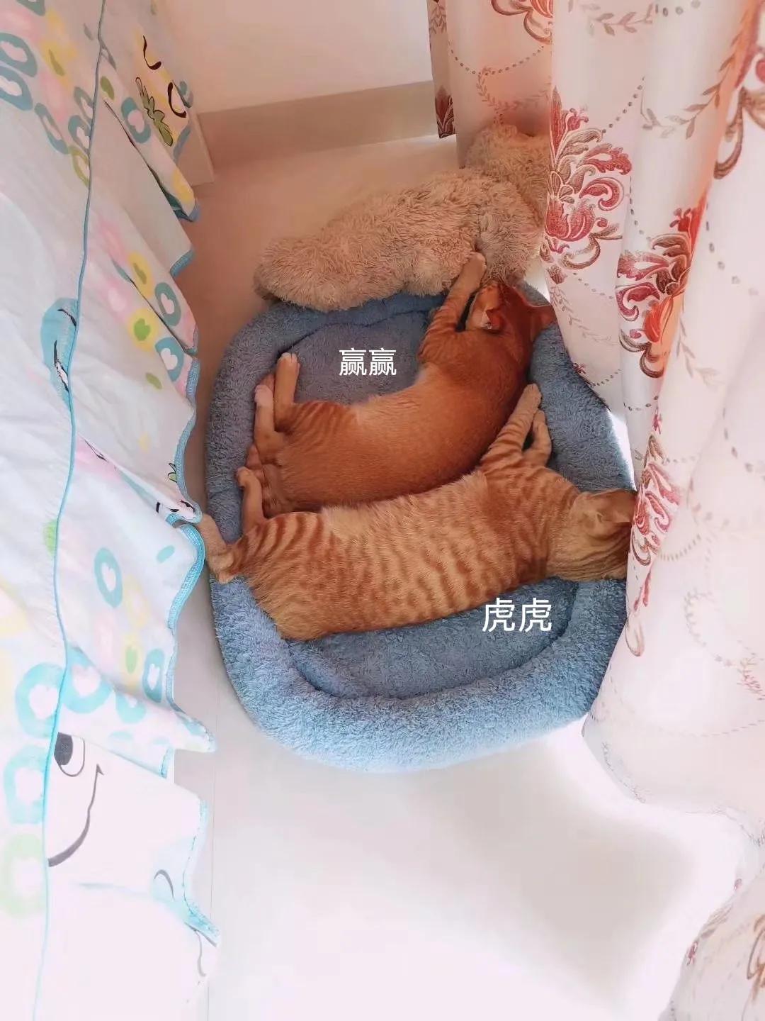 Miss you, my cat win win - iNEWS