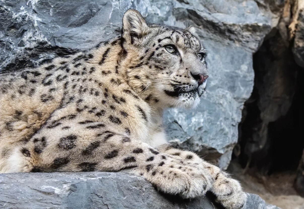 The Snow Leopard: The Characteristics and Lifestyle of the King of the ...