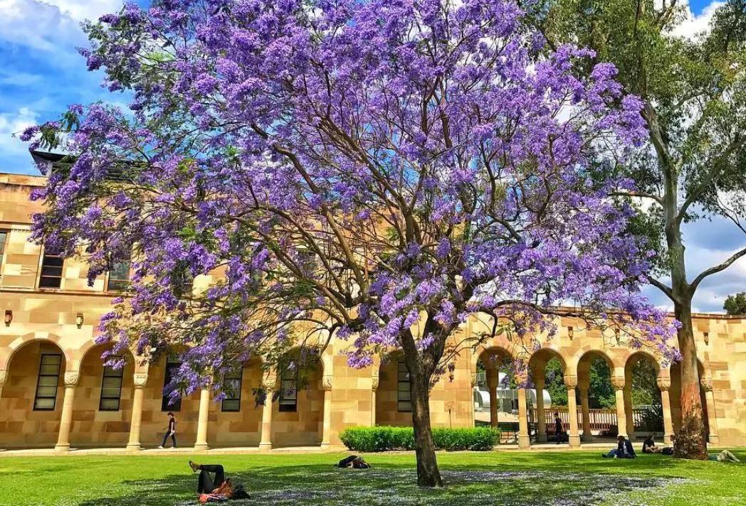 Australia UQ school flower announced!so amazing - iNEWS